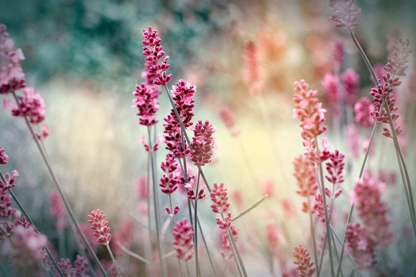 Corfu Spring, The Most Beautiful Season Of The Year! | The Corfu Experience