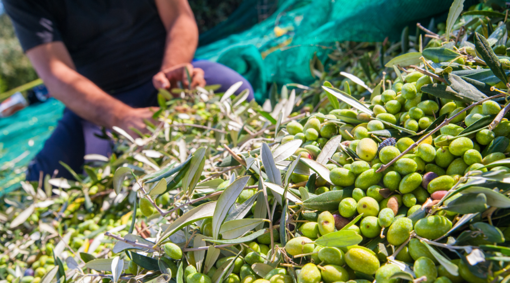 Private Olive Oil & Wine Tour With Lunch In A Corfu Olive Grove | The ...
